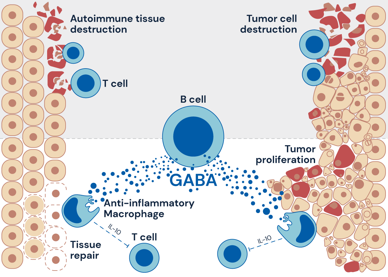 GABAを標的とする抗腫瘍免疫機構｜ニュース｜CCII 京都大学大学院医学研究科附属 がん免疫総合研究センター