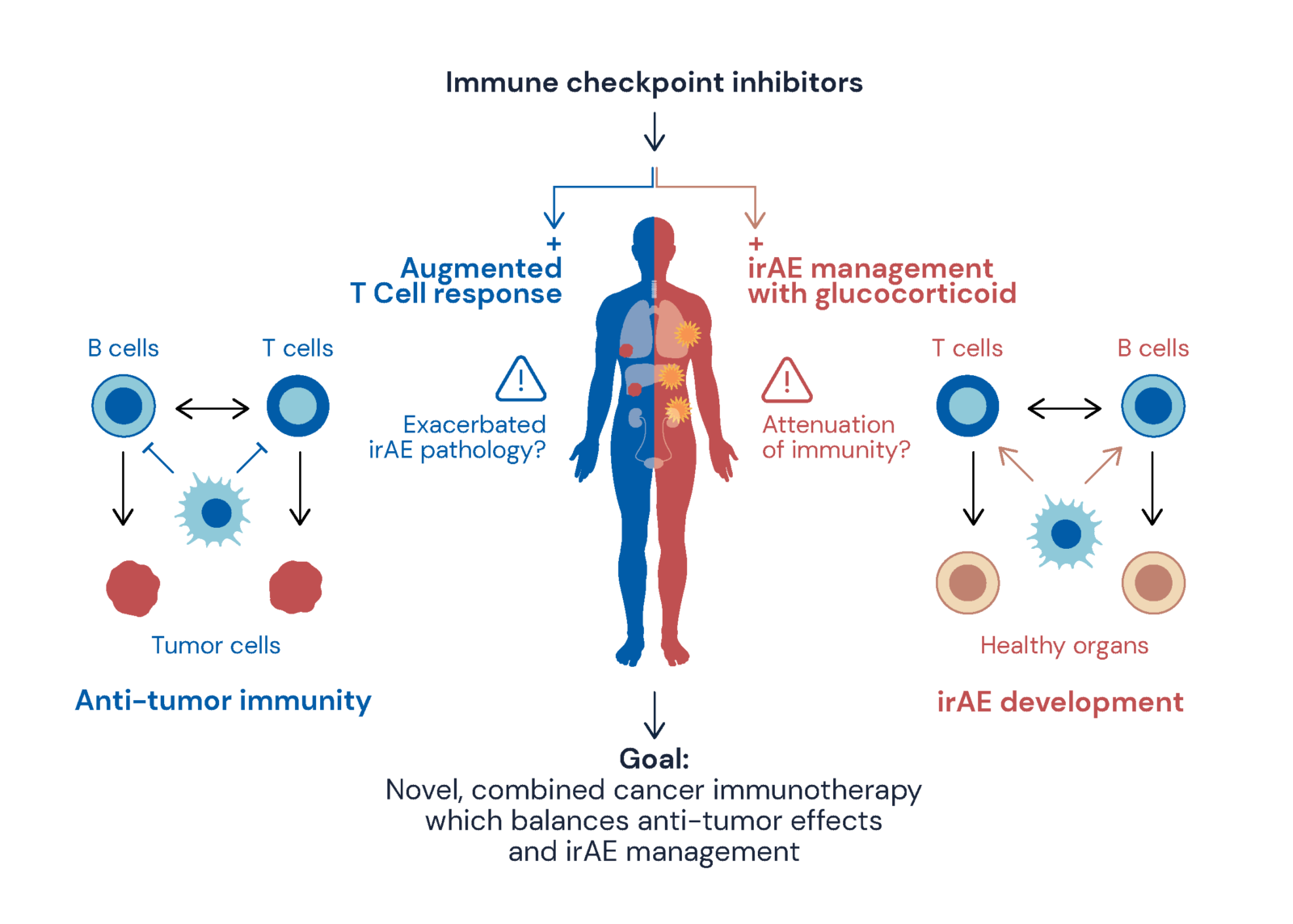 Division of Clinical Immunology and Cancer Immunotherapy｜Research ...