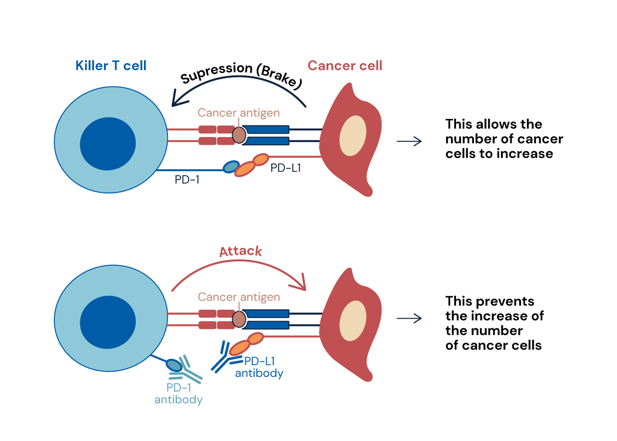 Department of Immunology and Genomic Medicine｜Research Divisions, Labs ...