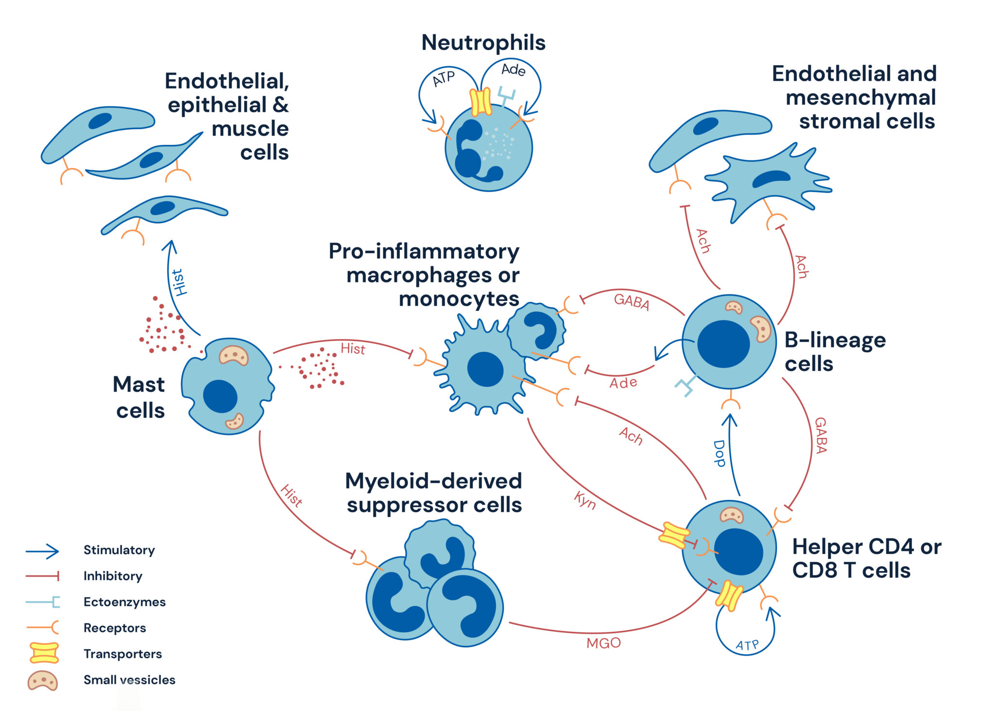 Rethinking the Immune Response as Metabolic Process｜News｜Center for ...