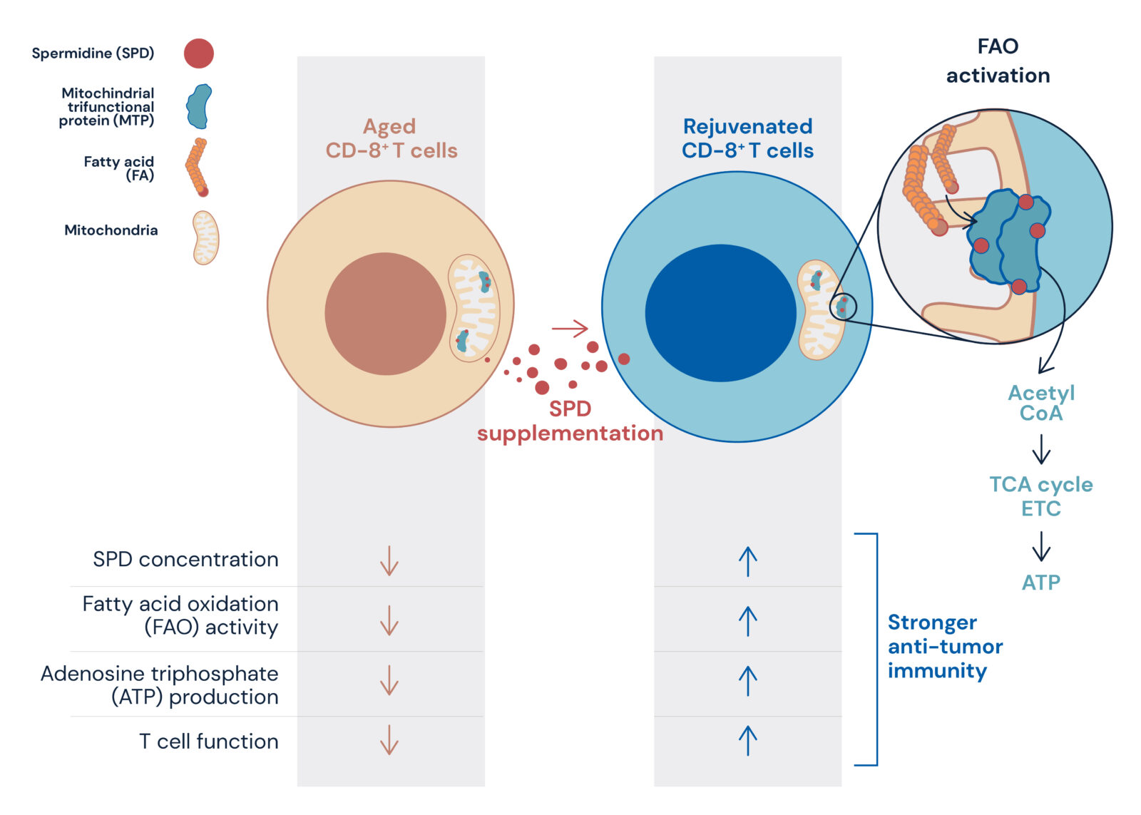 Spermidine to the Rescue?｜News｜Center for Cancer Immunotherapy and ...