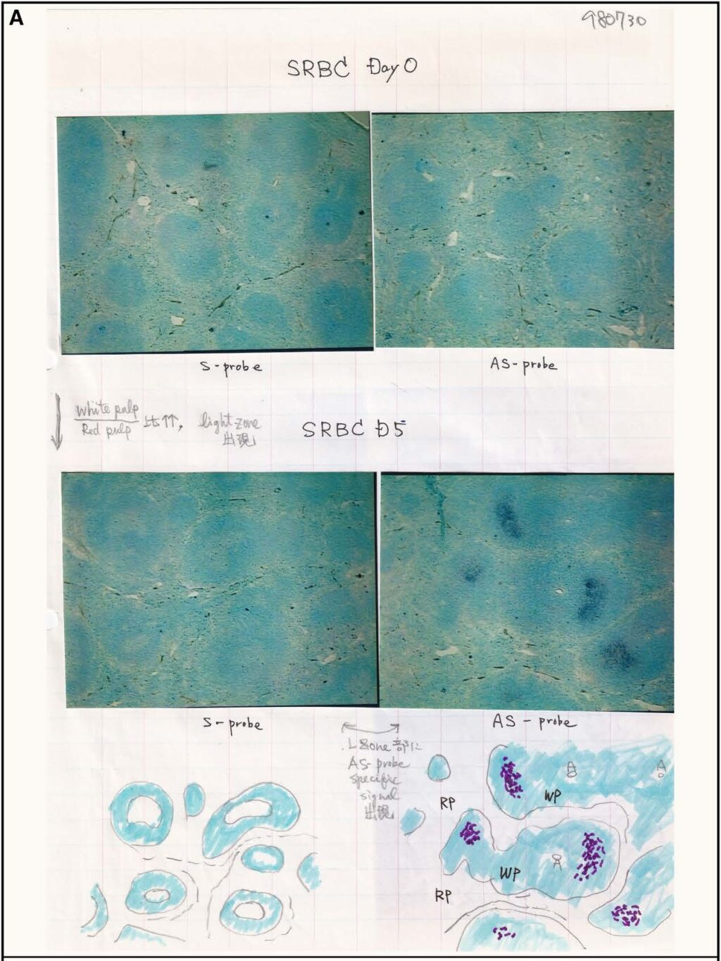 Celebrating the solution of a mutational mystery｜News｜Center for Cancer ...