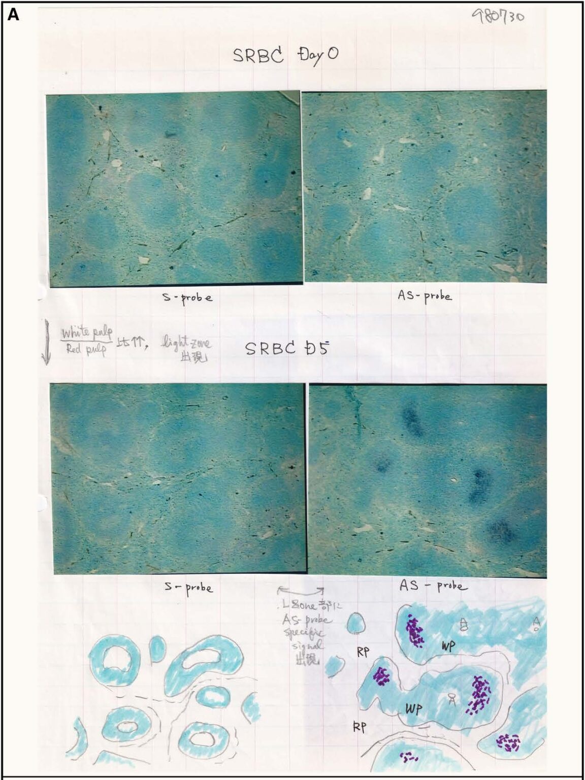 Celebrating the solution of a mutational mystery｜News｜Center for Cancer ...